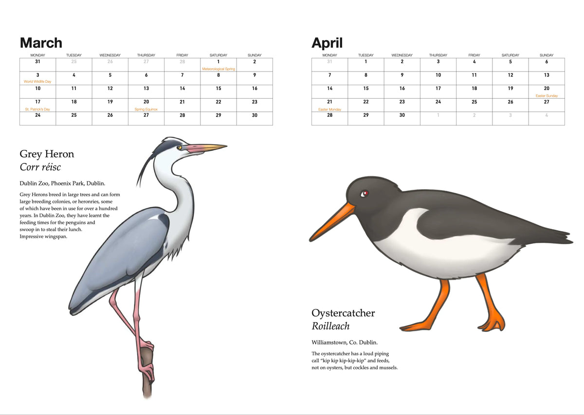 A Calendar of Irish Birds 2025, Joe Hollingsworth & OystercatcherTF ...