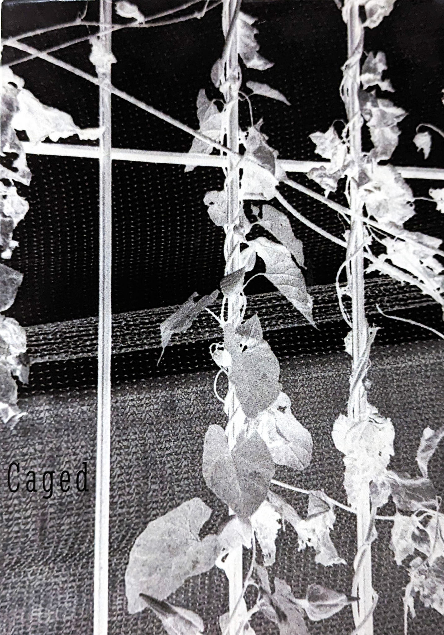 Caged (Handmade Leporello Version), Rachel Naughton – The Library Project