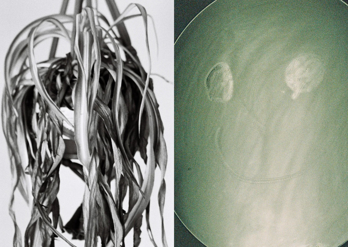 Care in Progress, Sarah Navan – The Library Project