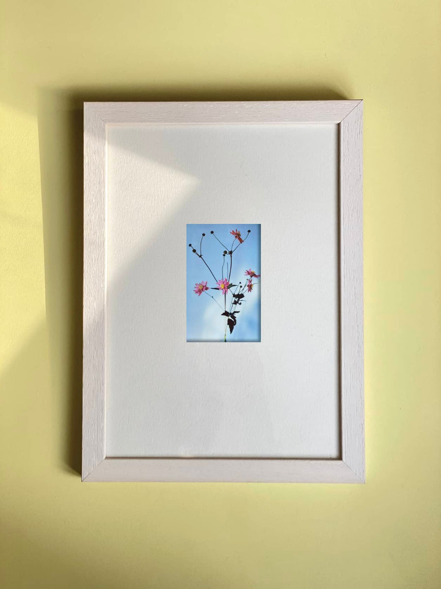 Freddie Stevens, Anemone – The Library Project