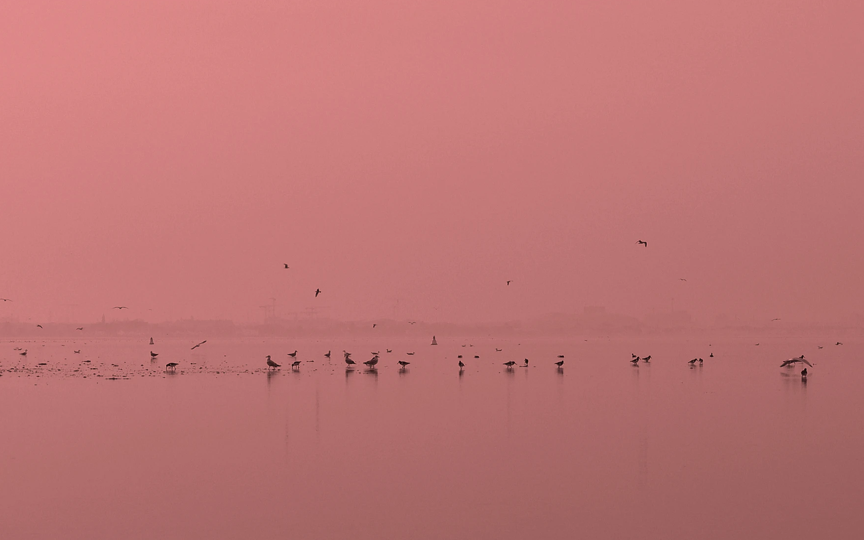 Kate Swift, Beyond – The Library Project