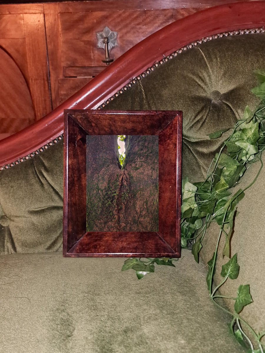 Sarah Navan, Mothers Bark – The Library Project