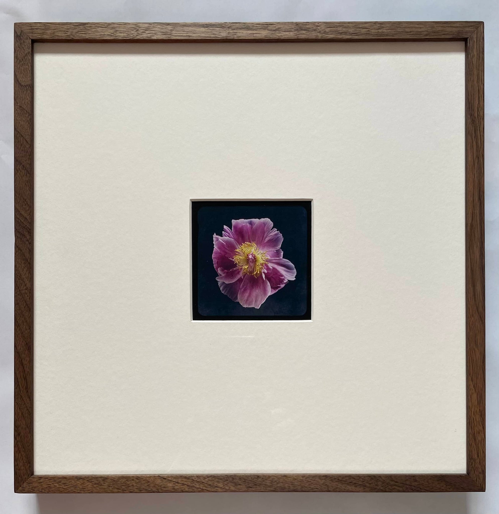 Sean Hanrahan, Peony – The Library Project