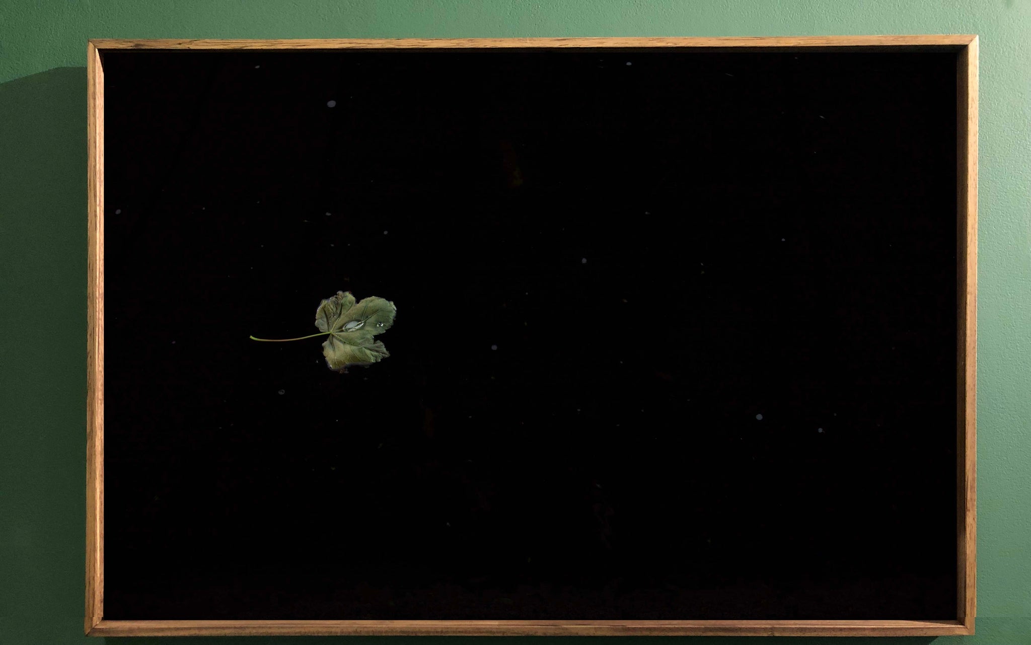 Sinéad Curran, Leaf – The Library Project