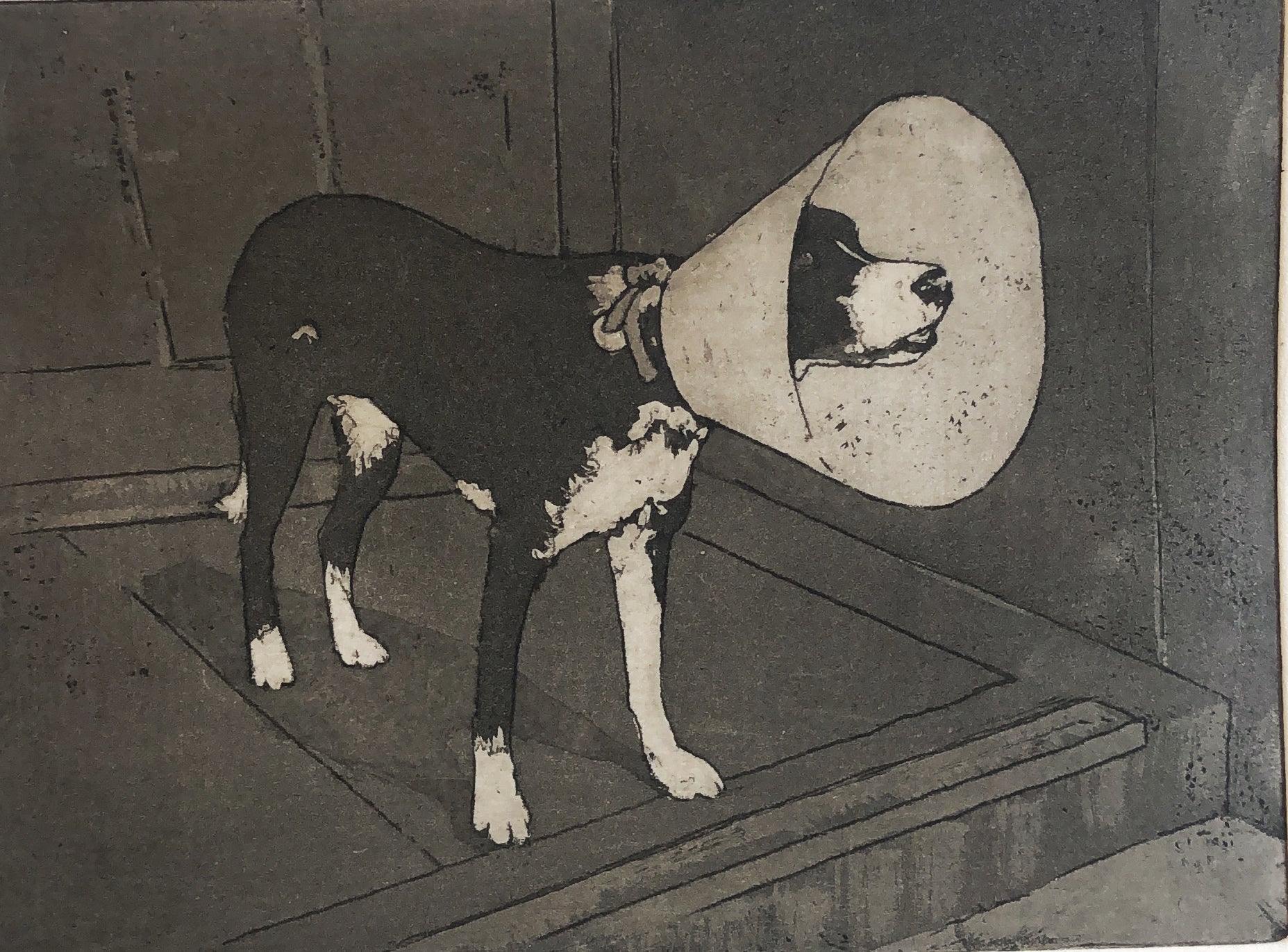 Siobhan Cox, Cone of Shame – The Library Project