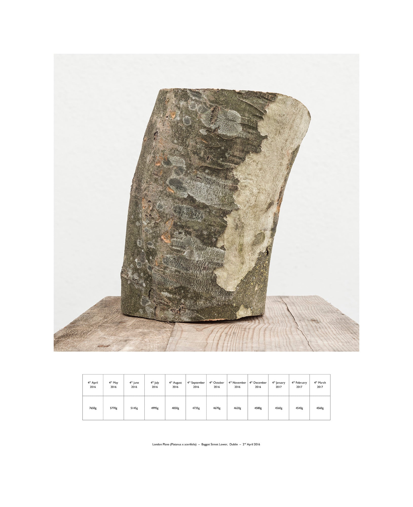 Tim Durham, Log - London Plane - Baggot Street Lower – The Library Project