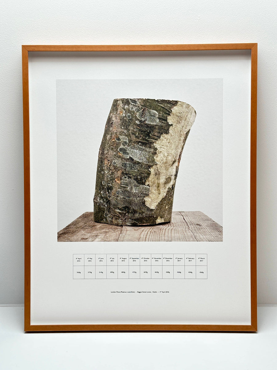 Tim Durham, Log - London Plane - Baggot Street Lower – The Library Project