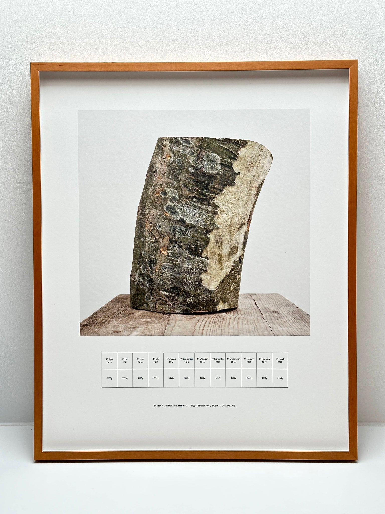 Tim Durham, Log - London Plane - Baggot Street Lower – The Library Project