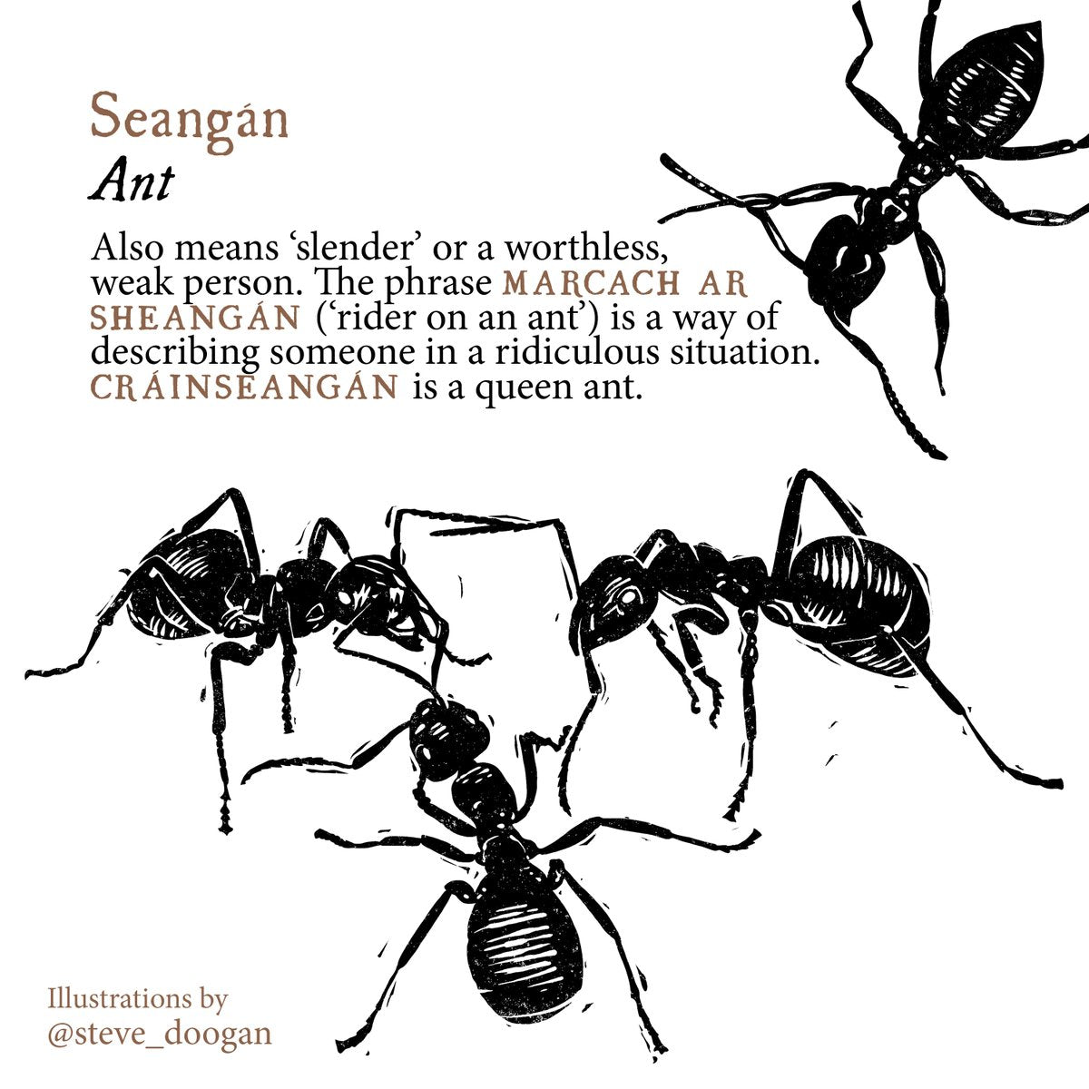 Tree Dogs, Banshee Fingers and Other Irish Words for Nature, Manchán M ...